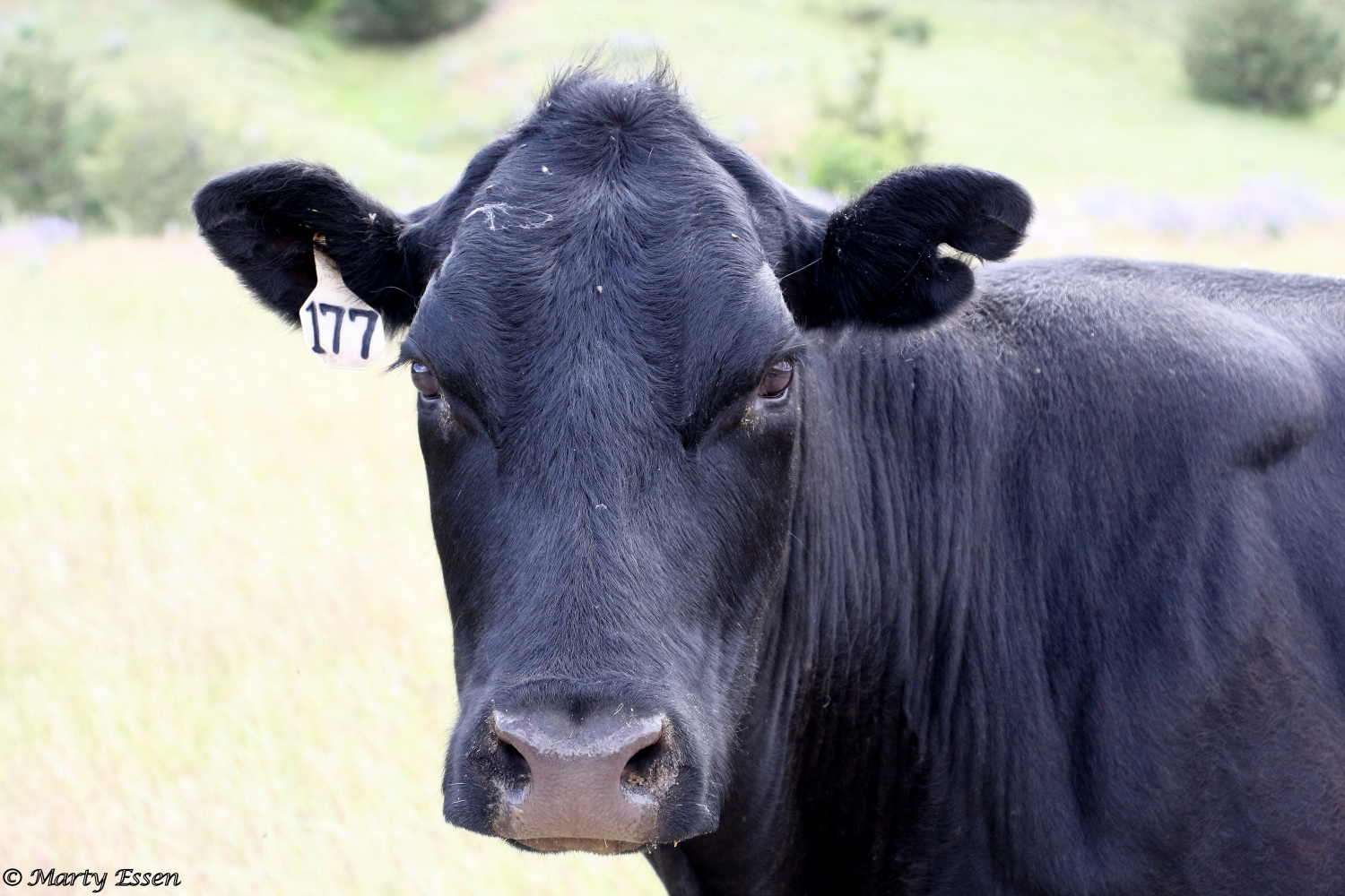 Don't blame the cow - Around the World with Marty Essen