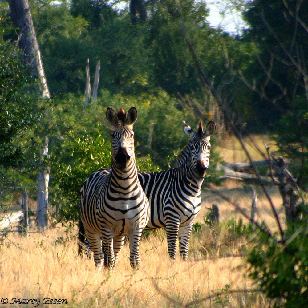 Zebras! - Around the World with Marty Essen