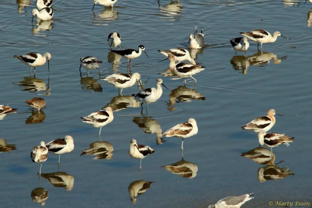 Birds along the Great Salt Lake - Around the World with Marty Essen