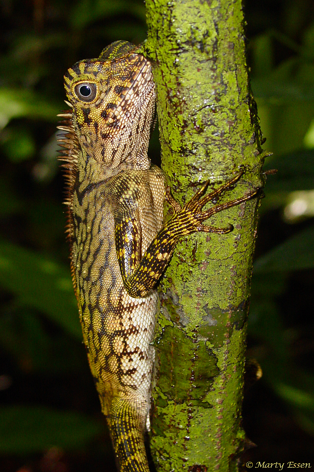 Foremost authority on comb-crested agamid lizards? - Around the World ...