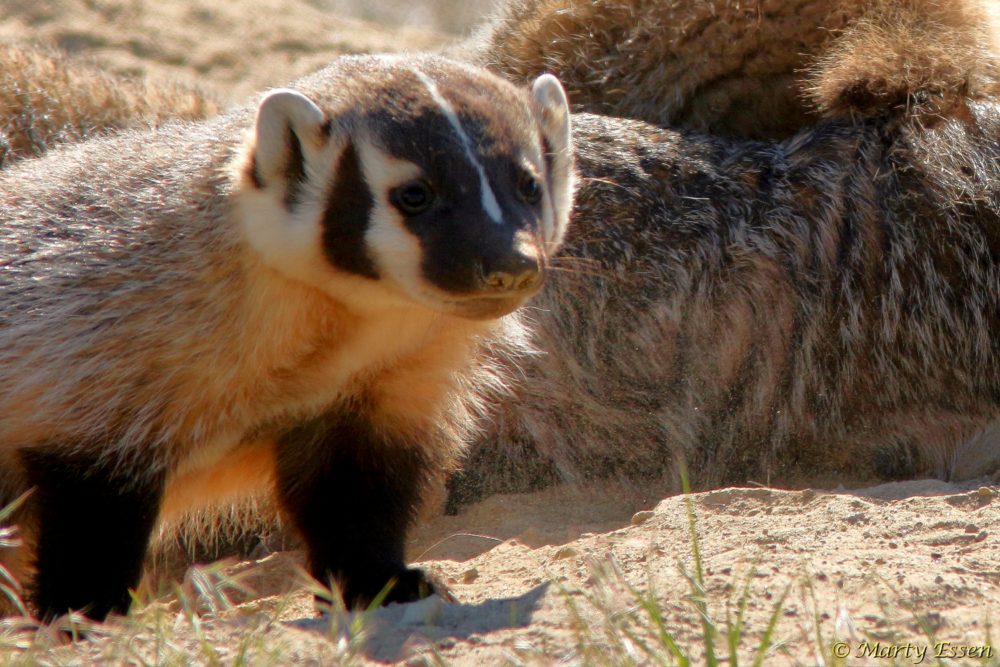 Baby badger action - Around the World with Marty Essen