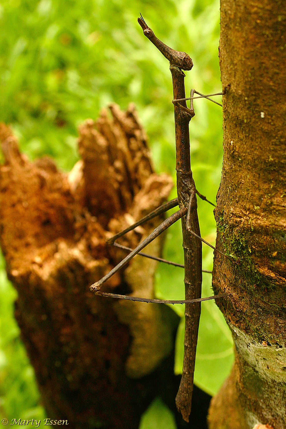Alien of Walking Stick? You Decide! - Around the World with Marty Essen