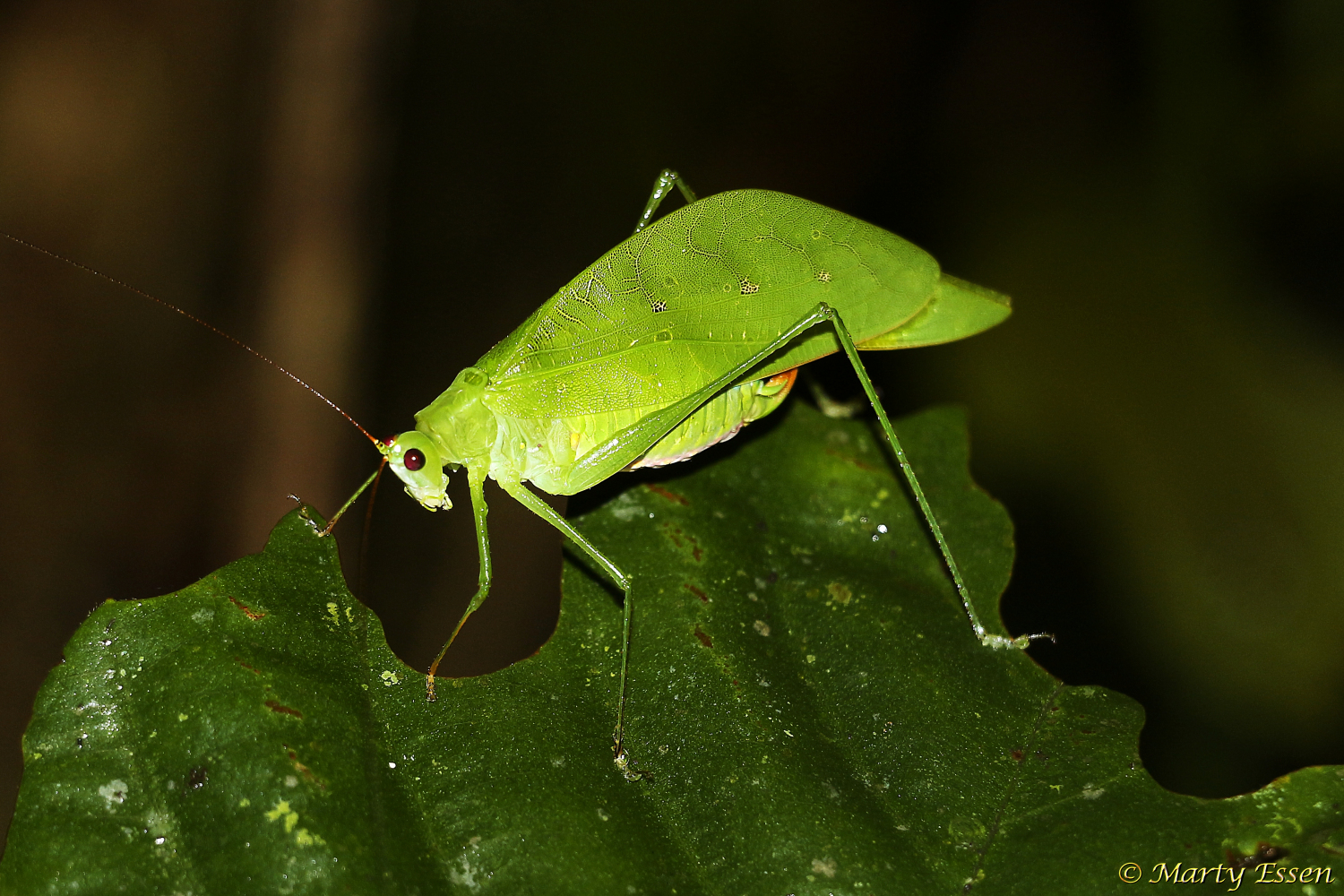 Katydid - Around the World with Marty Essen