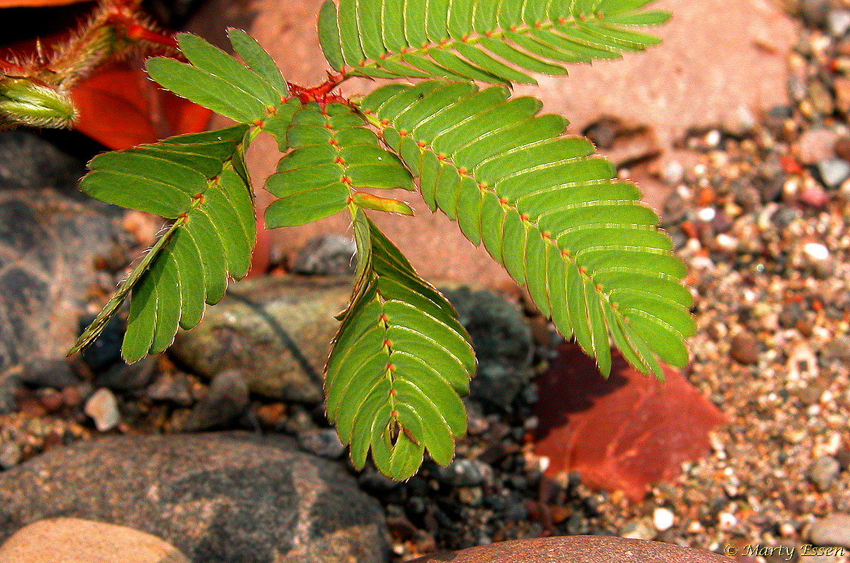 Borneo's sensitive plant - Around the World with Marty Essen