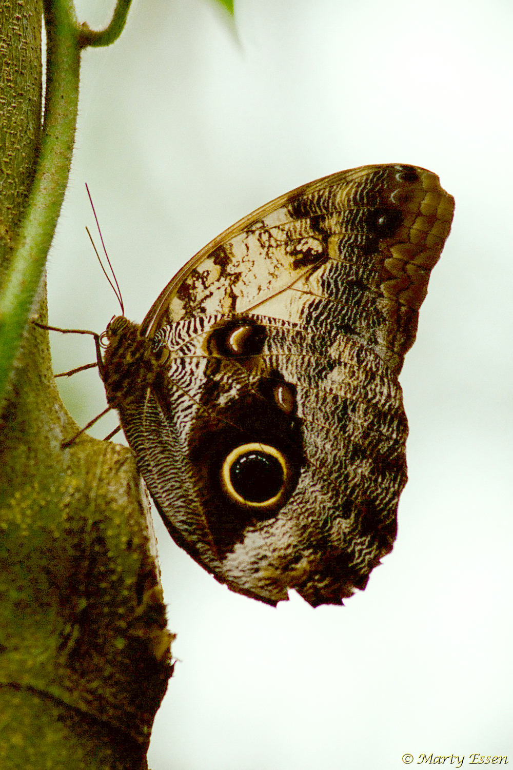 Owl butterfly - Around the World with Marty Essen