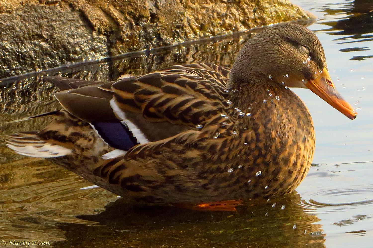 The tears of a duck - Around the World with Marty Essen