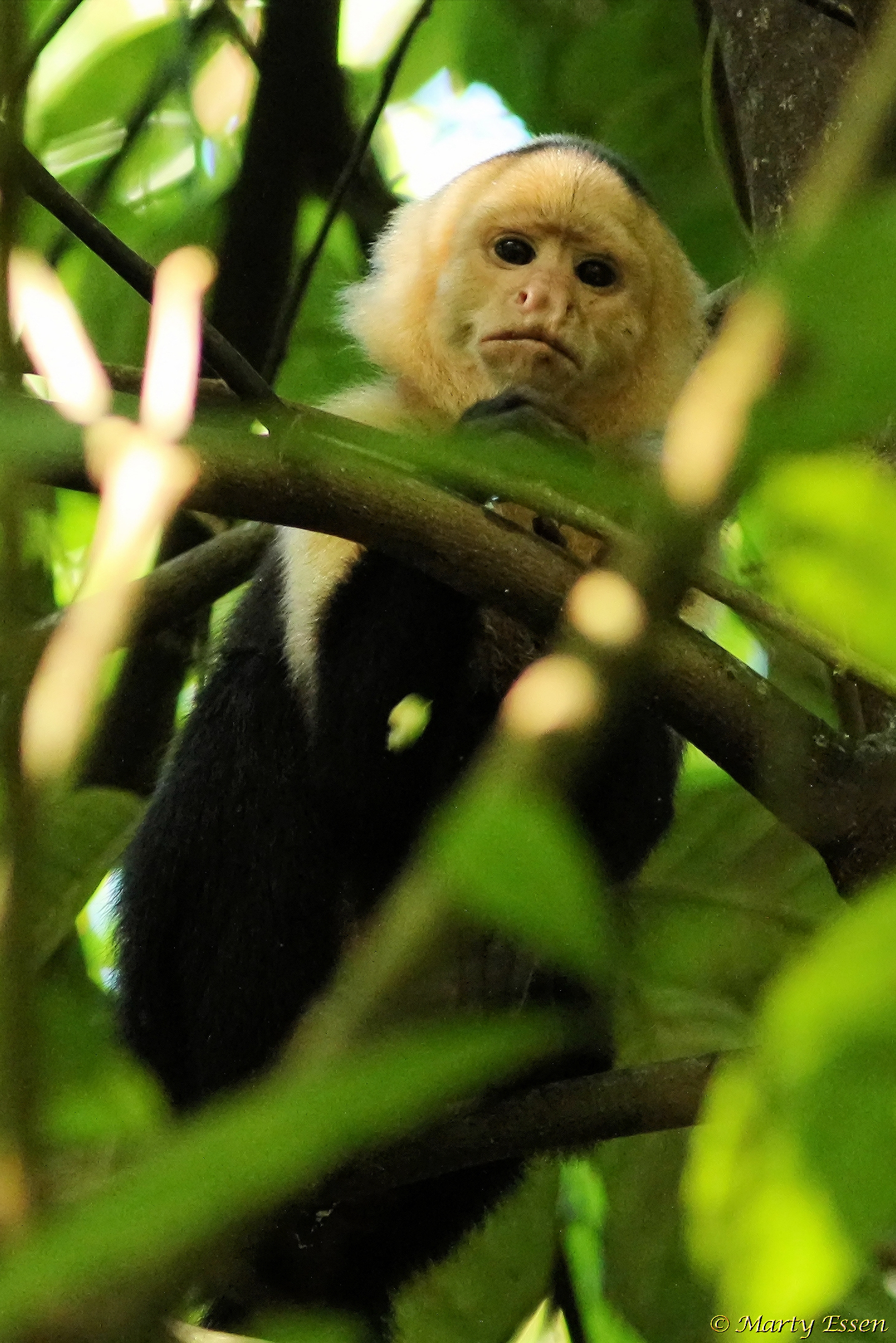 White-faced capuchin monkey - Around the World with Marty Essen