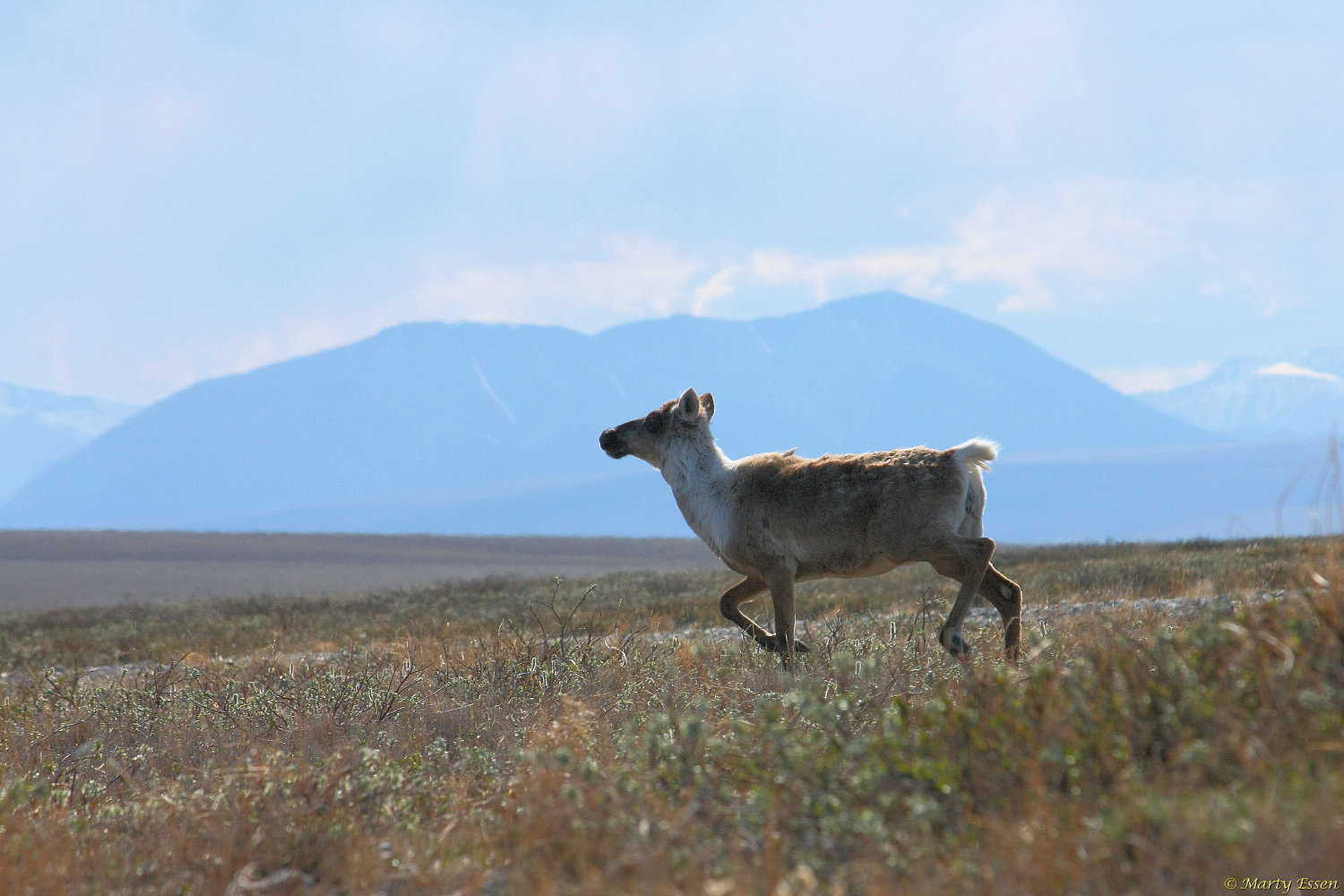 Caribou in the Arctic - Around the World with Marty Essen