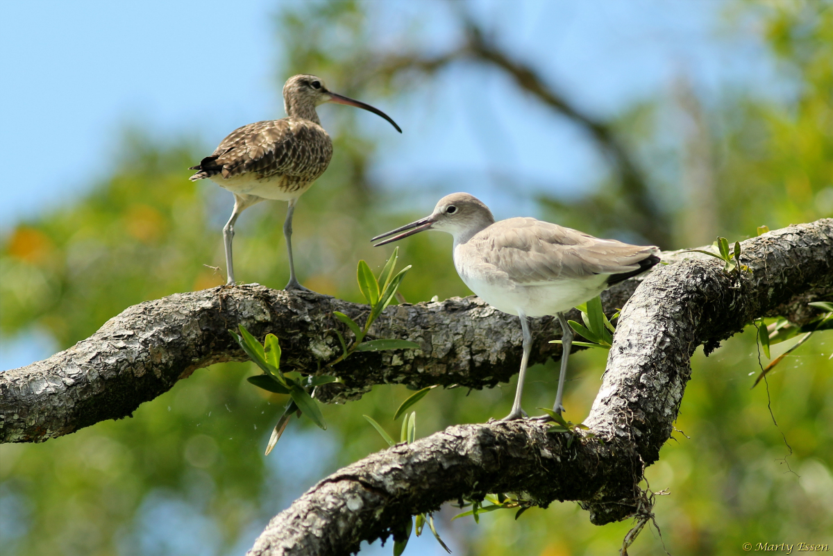 Whimbrel vs. willet - Around the World with Marty Essen