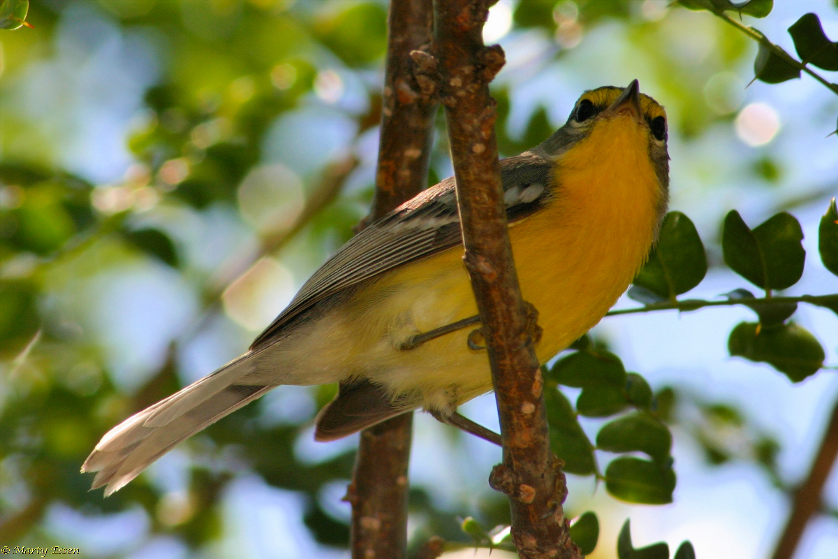 Adelaide’s warbler - Around the World with Marty Essen