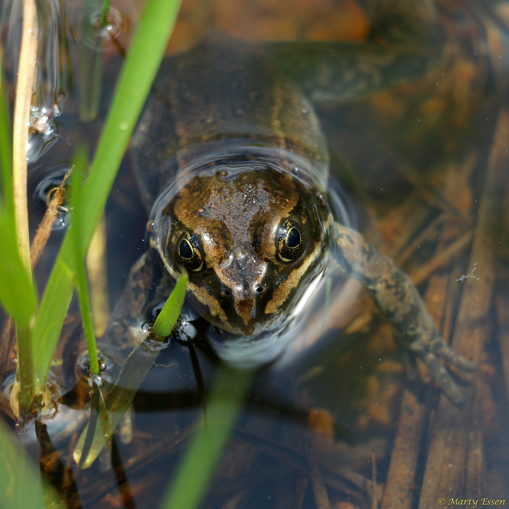 A cold spotted frog - Around the World with Marty Essen