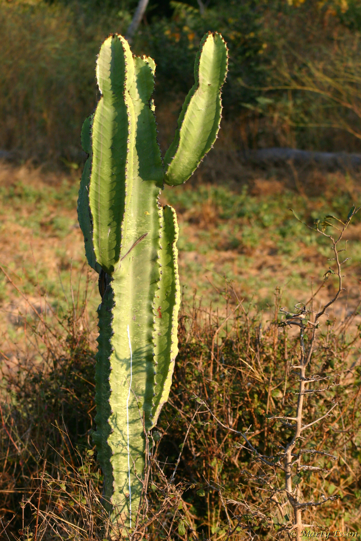 Cactus greeting - Around the World with Marty Essen