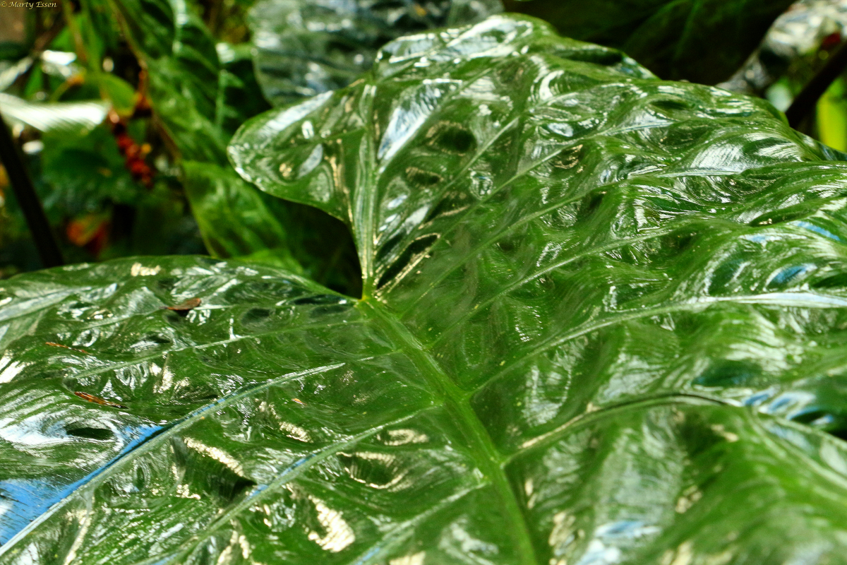 Giant artsy leaf - Around the World with Marty Essen