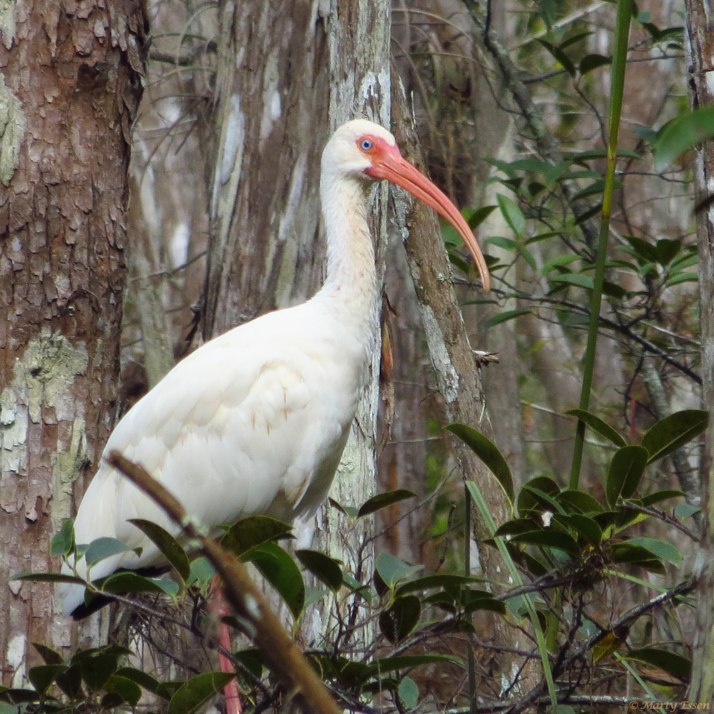 American white ibis - Around the World with Marty Essen