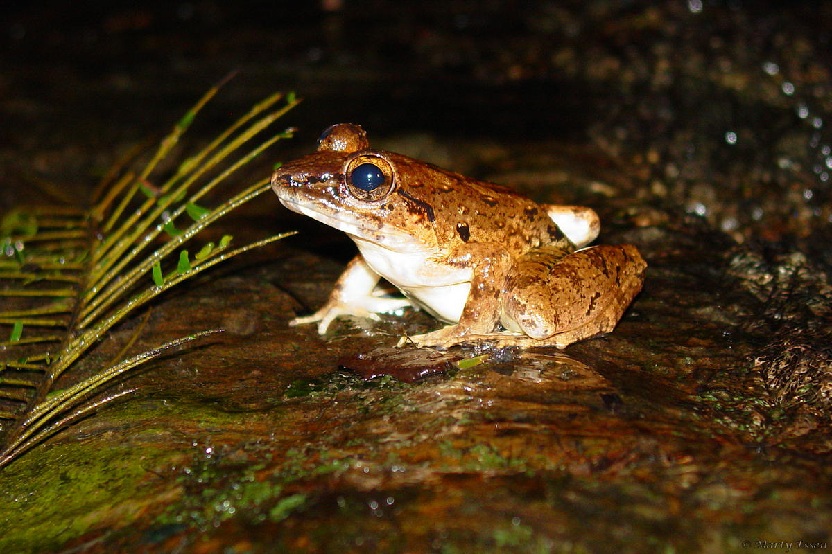 Borneo frog - Around the World with Marty Essen