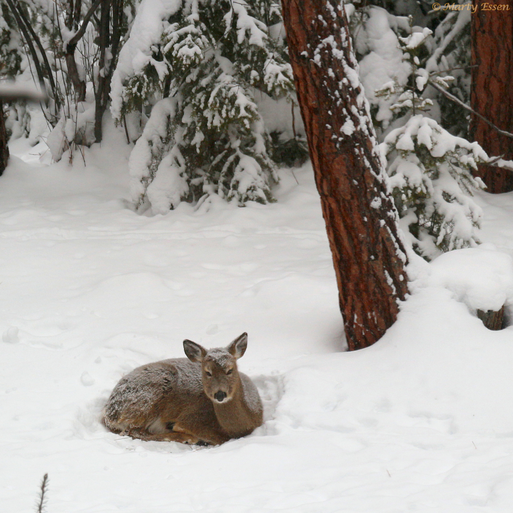 Nellie and the killer deer - Around the World with Marty Essen