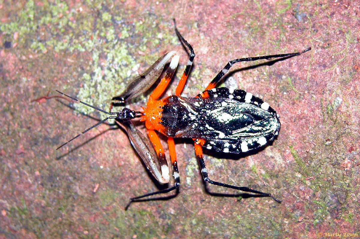 Assassin Bug Habitat Hortson Hunting Wasp Mimic Assassin Bug (Zelurus