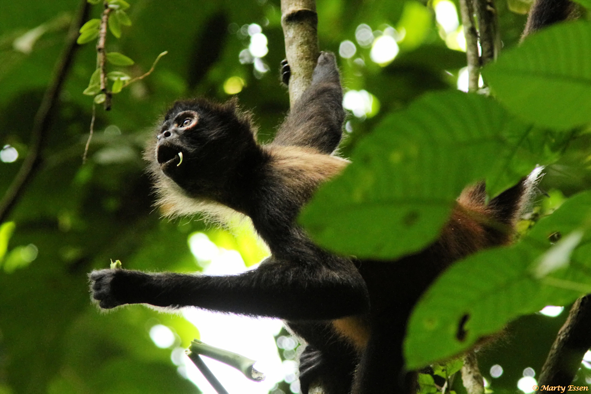 Spider monkey - Around the World with Marty Essen
