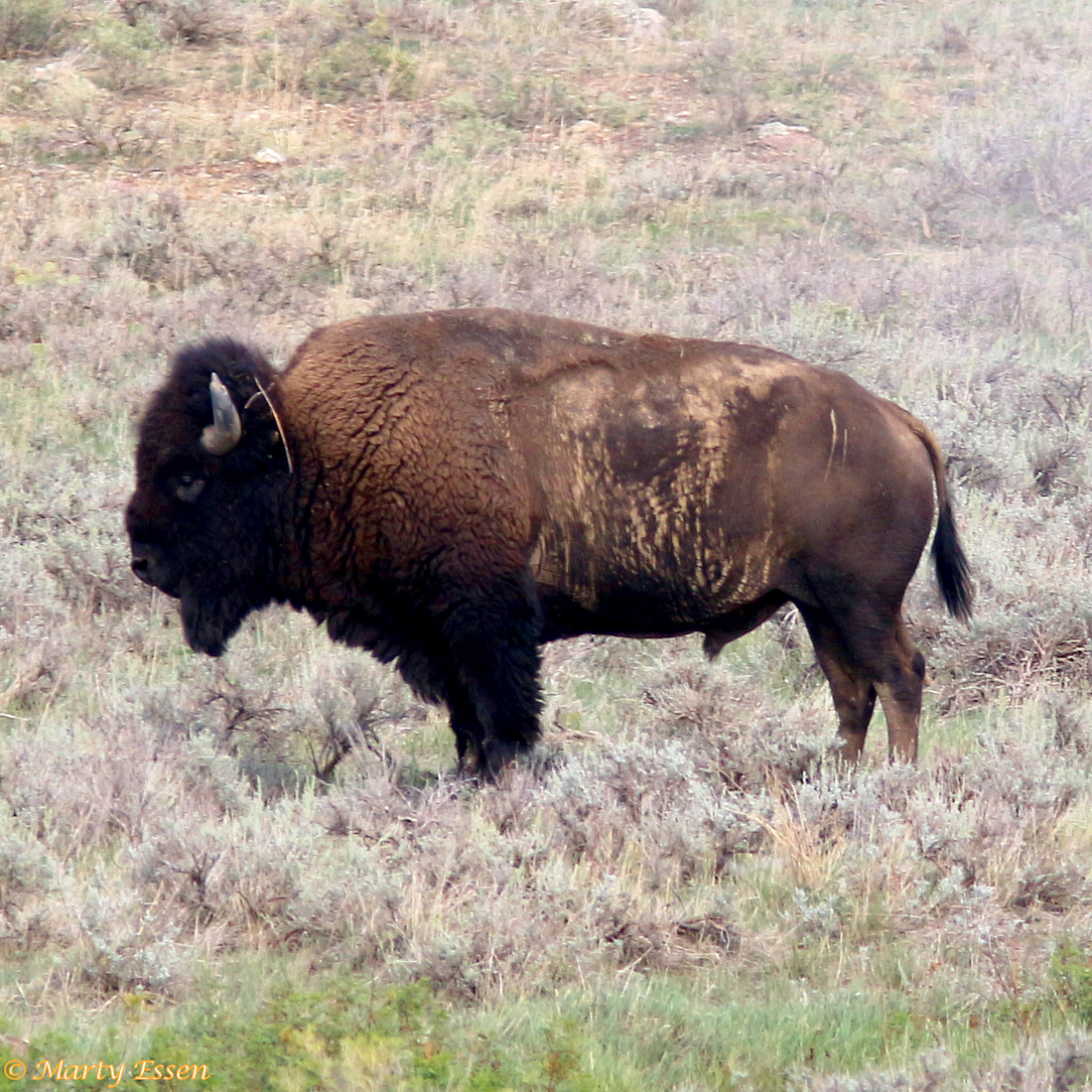 The Bison Roll - Around the World with Marty Essen