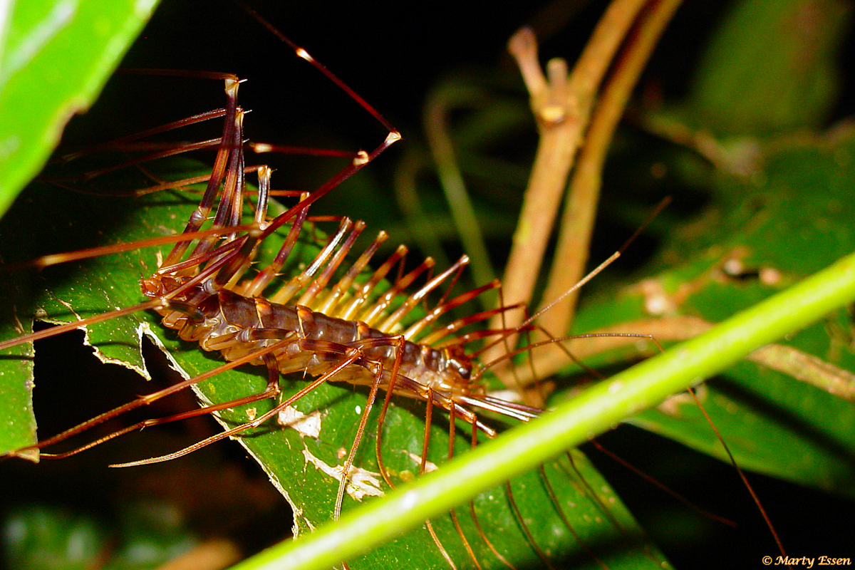 From a Borneo Night Hike - Around the World with Marty Essen