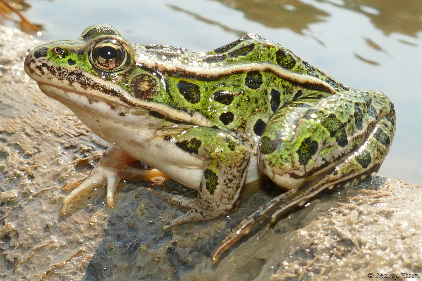 Frogs, frogs, everywhere! - Around the World with Marty Essen