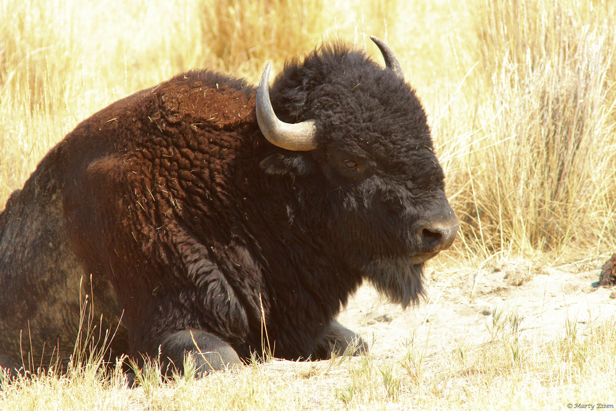 Antelope Island bison - Around the World with Marty Essen