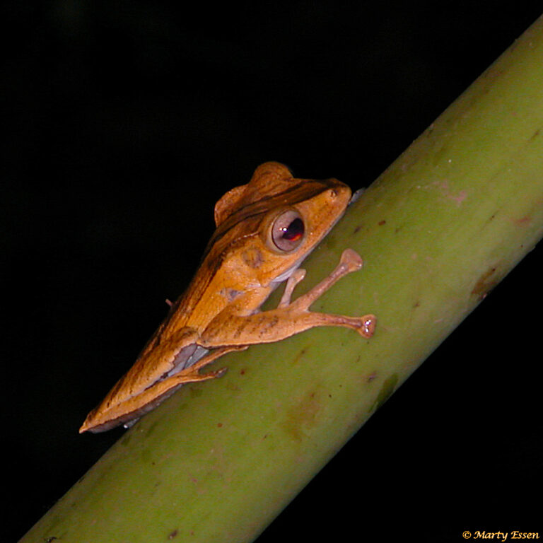 File-eared tree frog, Borneo - Around the World with Marty Essen