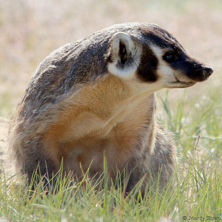 Badger mother - Around the World with Marty Essen
