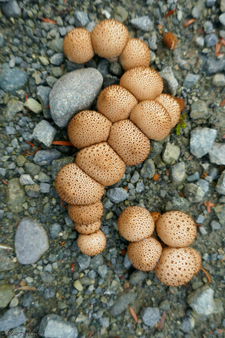Questioning puff balls - Around the World with Marty Essen