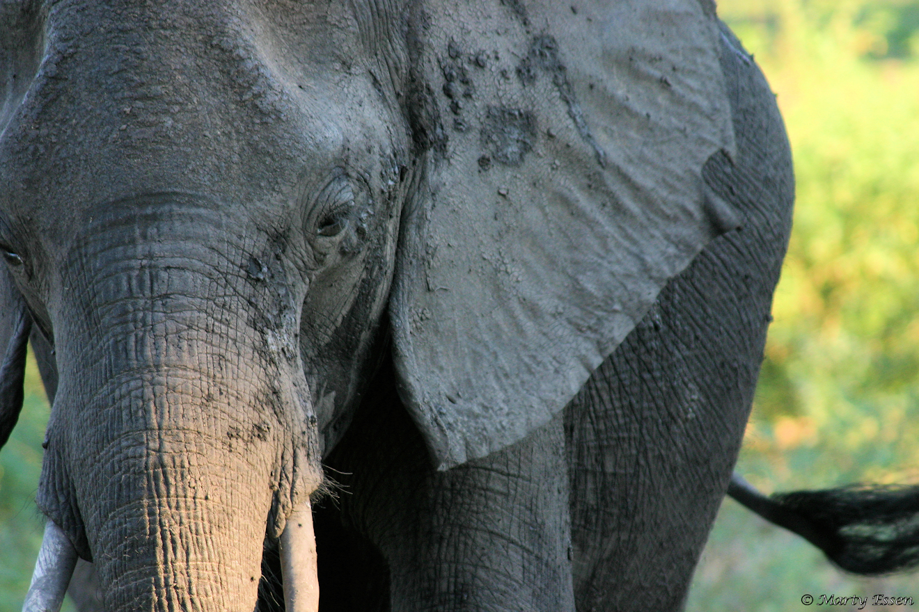 Zimbabwe elephant - Around the World with Marty Essen