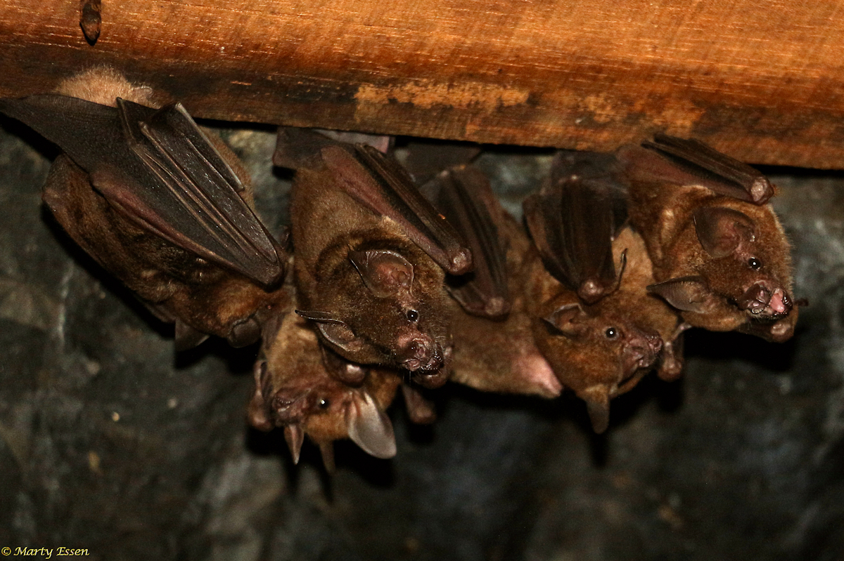 Seba's short-tailed bats - Around the World with Marty Essen