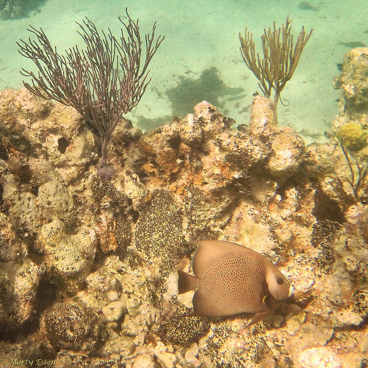 Gray Angelfish - Around the World with Marty Essen