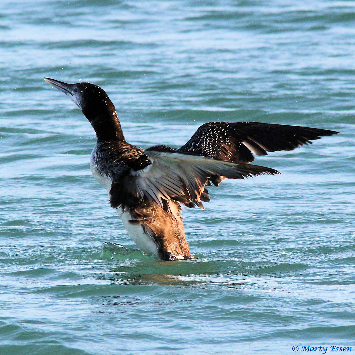 Loon Takeoff - Around the World with Marty Essen