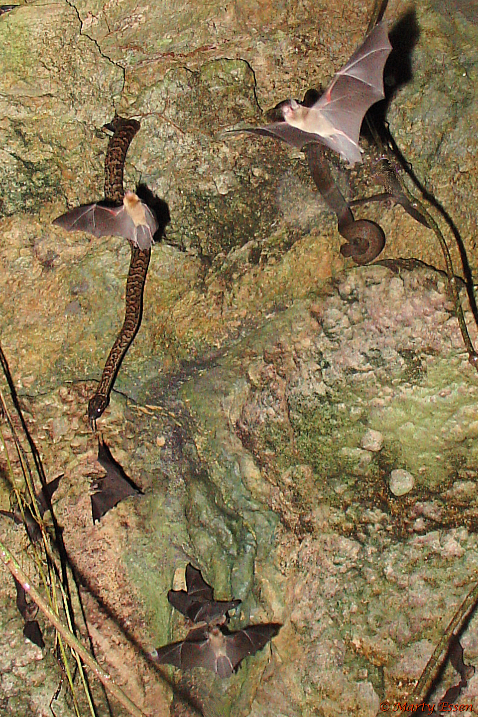Snakes vs Bats - Around the World with Marty Essen