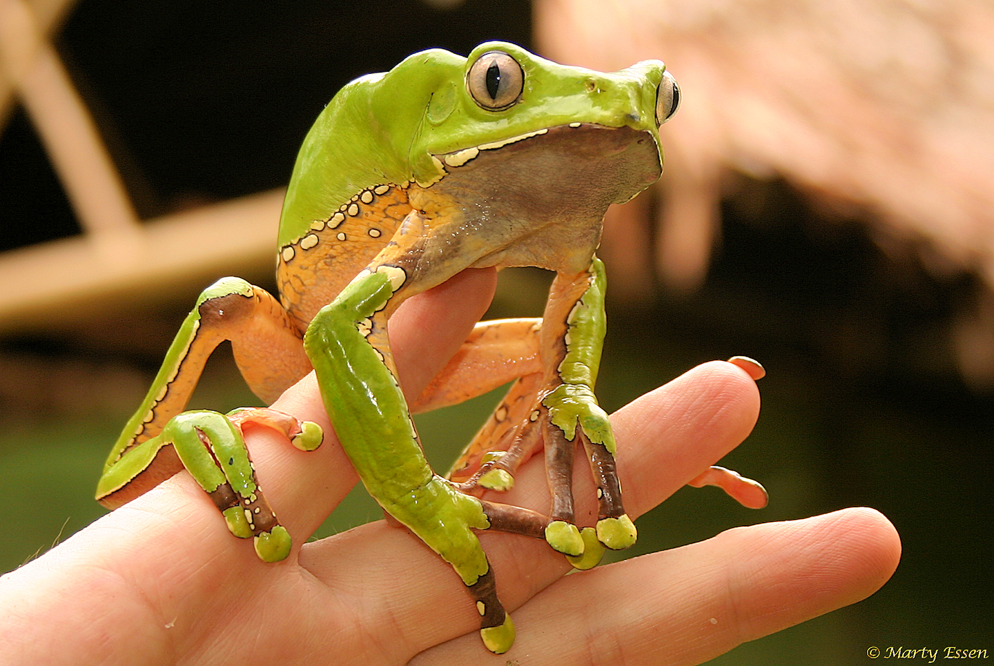 A Monkey Frog for No Kings Day - Around the World with Marty Essen