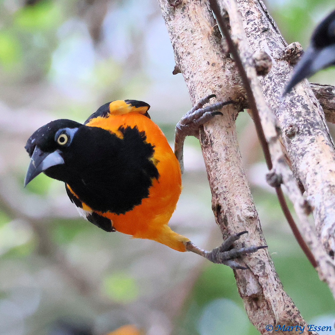 Venezuelan Troupial - Around the World with Marty Essen