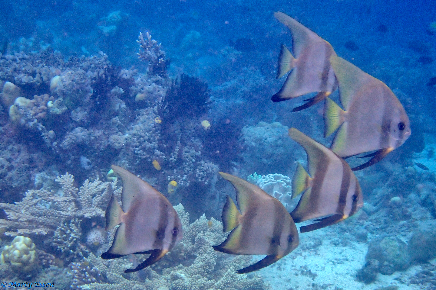 Golden Spadefish - Around the World with Marty Essen