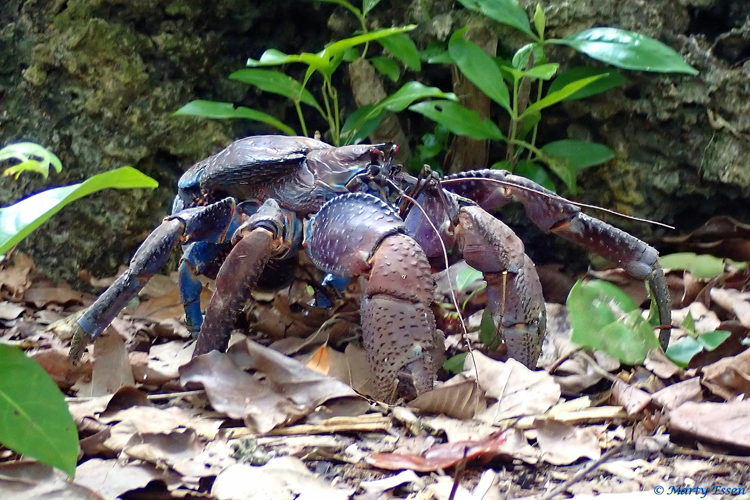 Coconut Crabs and a Wild Theory - Around the World with Marty Essen